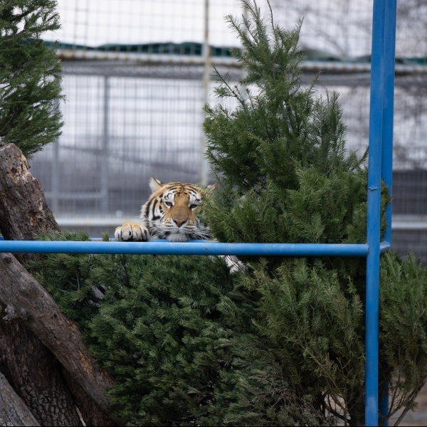 Big Cats Love Christmas Trees! - Turpentine Creek Wildlife Refuge