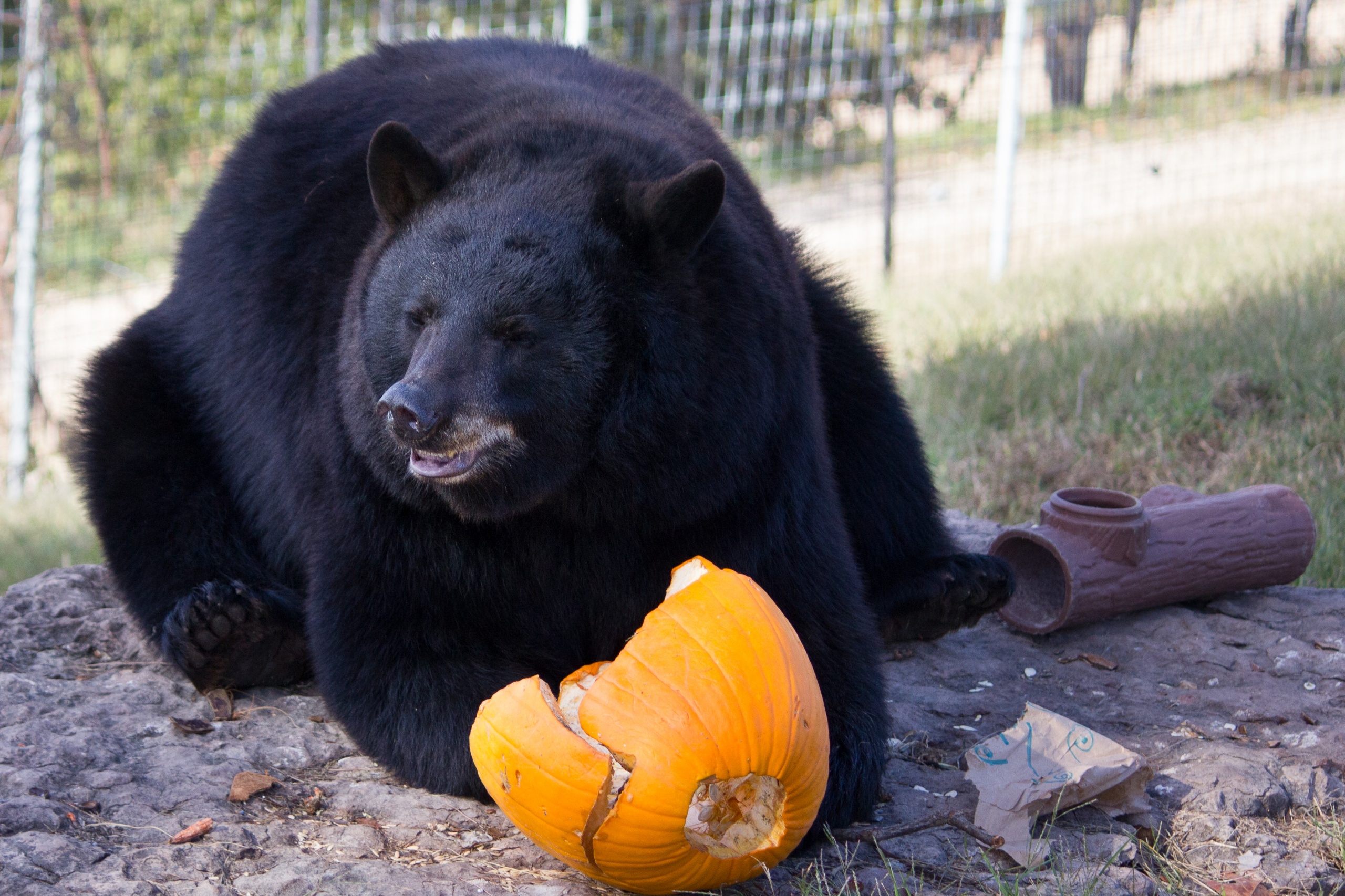 Oh My Bear! - Turpentine Creek Wildlife Refuge