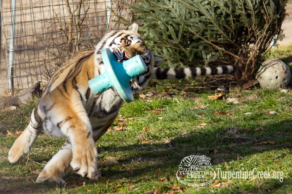 Kite Fest - Turpentine Creek Wildlife Refuge