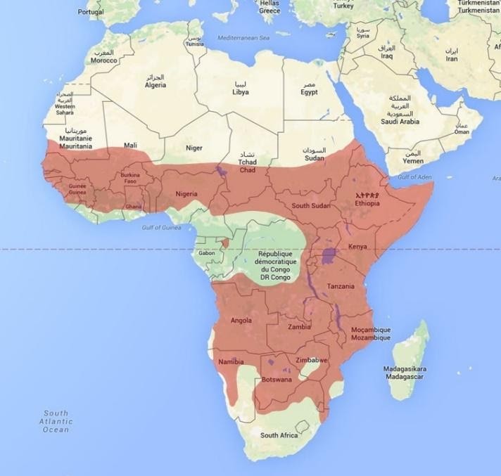 What? That's Not a Cat! - Turpentine Creek Wildlife Refuge