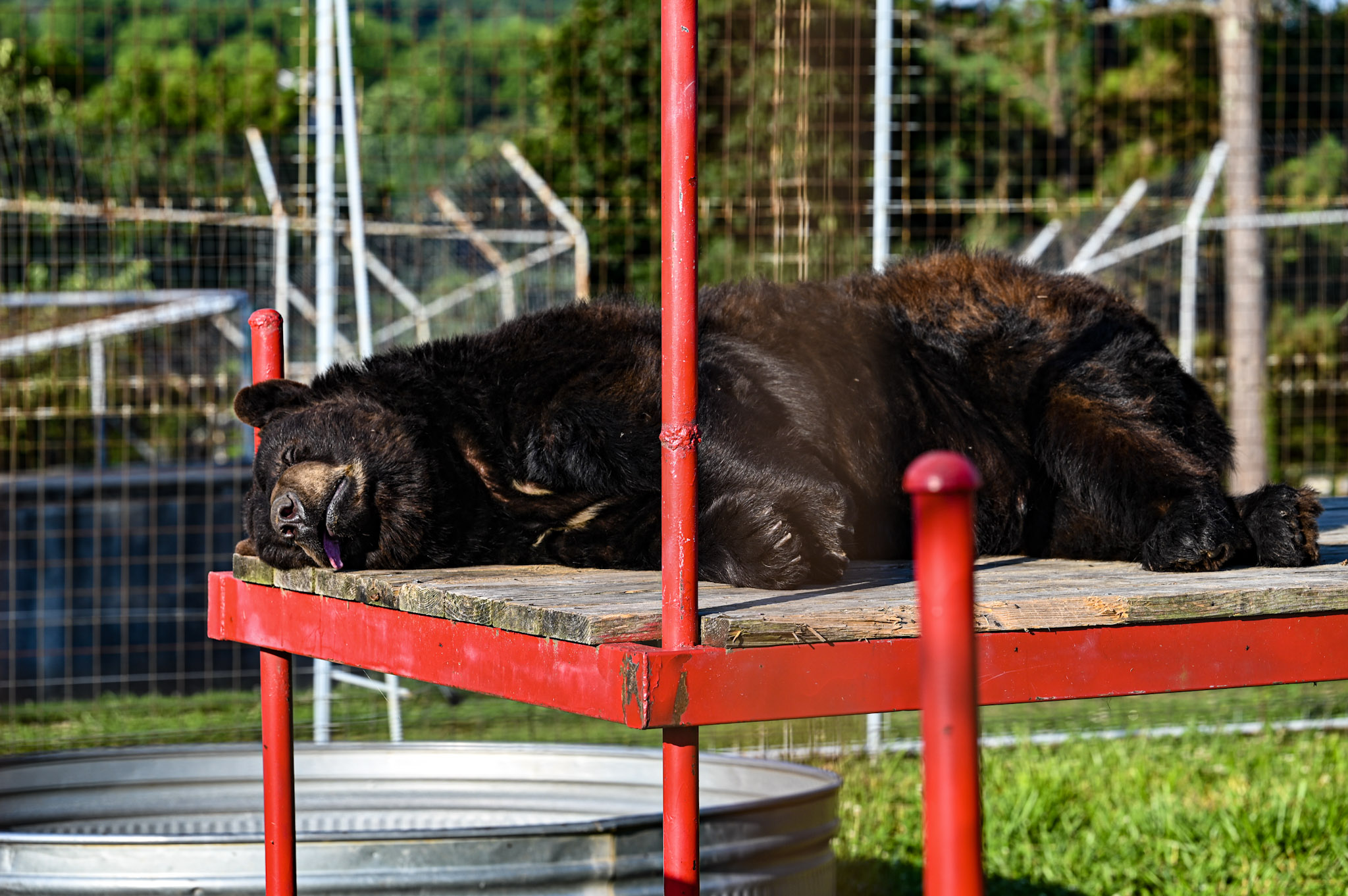 A Long Winter Nap - Turpentine Creek Wildlife Refuge