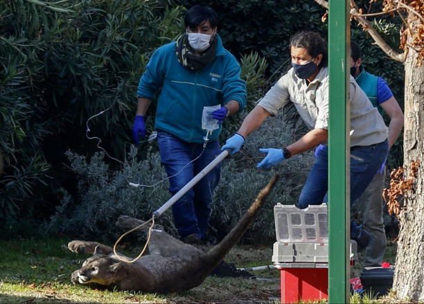 Tigers: A Declining Species - Turpentine Creek Wildlife Refuge
