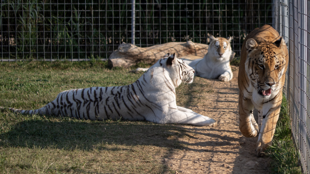 Freedom vs. Independence - Turpentine Creek Wildlife Refuge