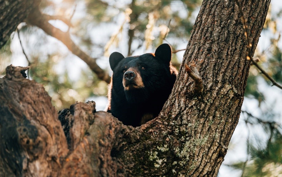Native Arkansas Wildlife - Turpentine Creek Wildlife Refuge