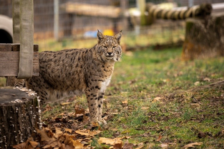 Native Arkansas Wildlife - Turpentine Creek Wildlife Refuge