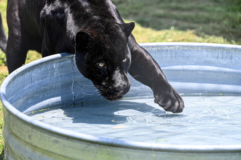 Melanism in Cats - Turpentine Creek Wildlife Refuge