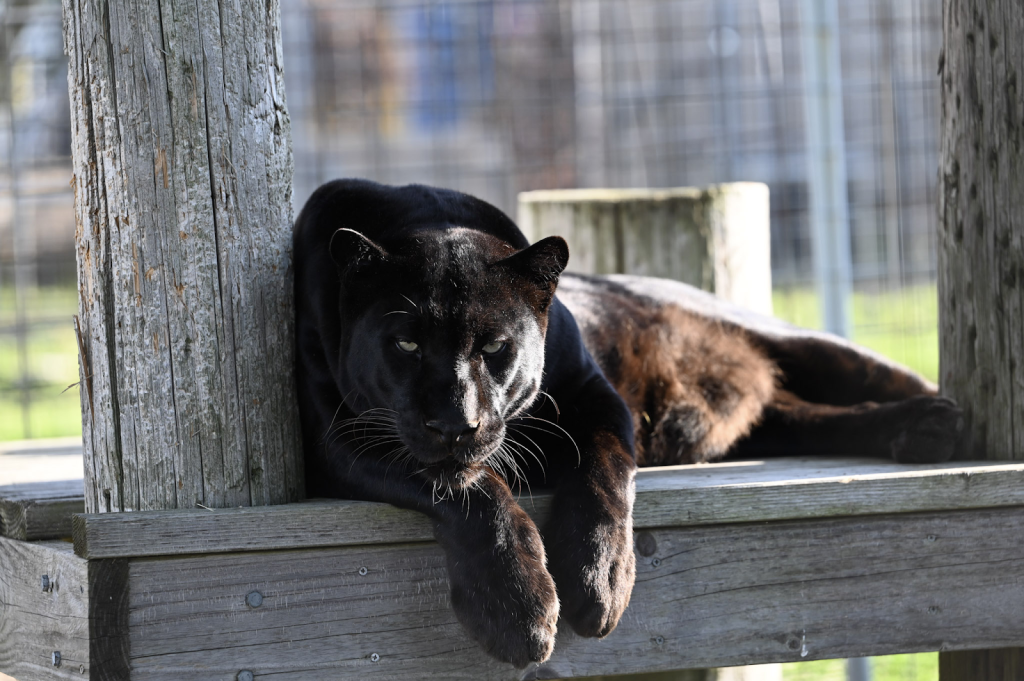Melanism in Cats - Turpentine Creek Wildlife Refuge