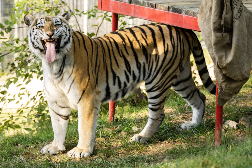 Stinky Face Facts - Turpentine Creek Wildlife Refuge