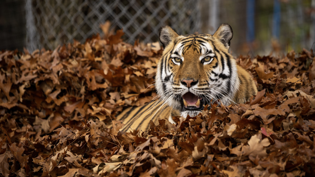 Tigers: A Declining Species - Turpentine Creek Wildlife Refuge
