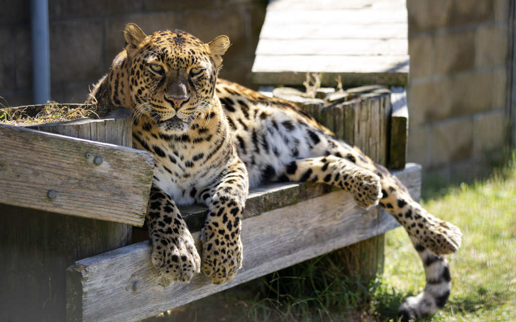 Leopards vs. Other Big Predators - Turpentine Creek Wildlife Refuge