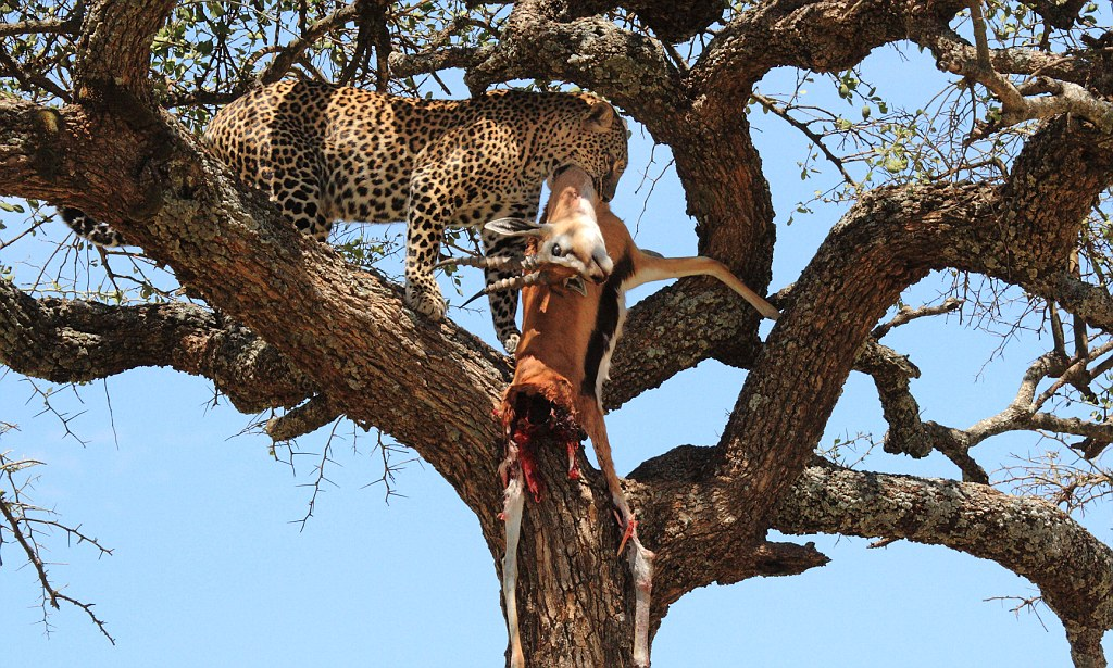 Leopards vs. Other Big Predators - Turpentine Creek Wildlife Refuge