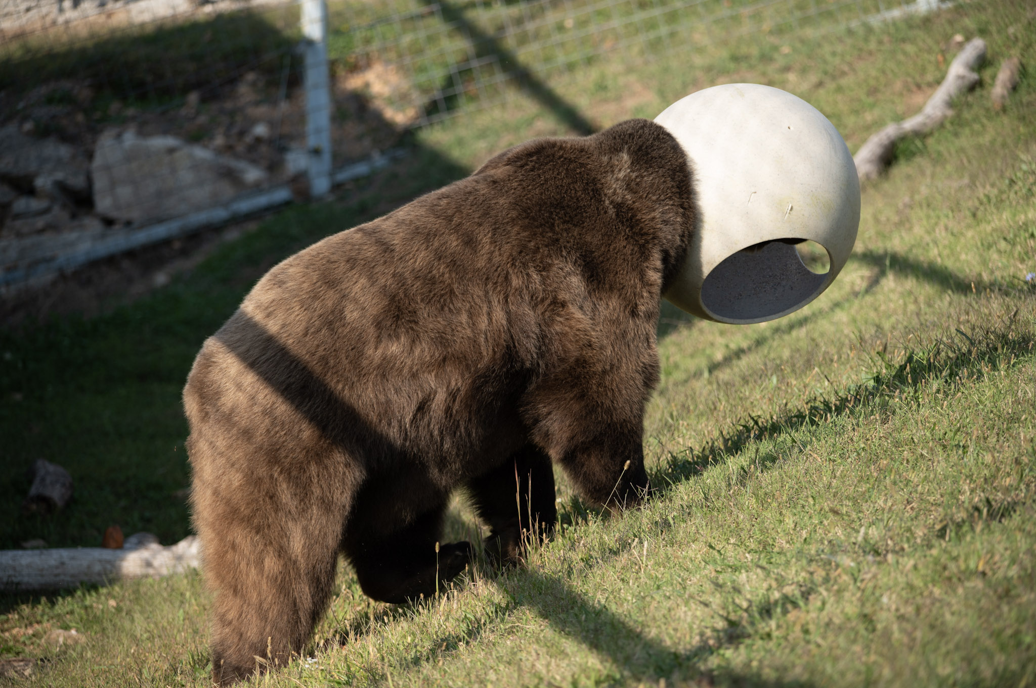 Bam Bam The Ham - Turpentine Creek Wildlife Refuge