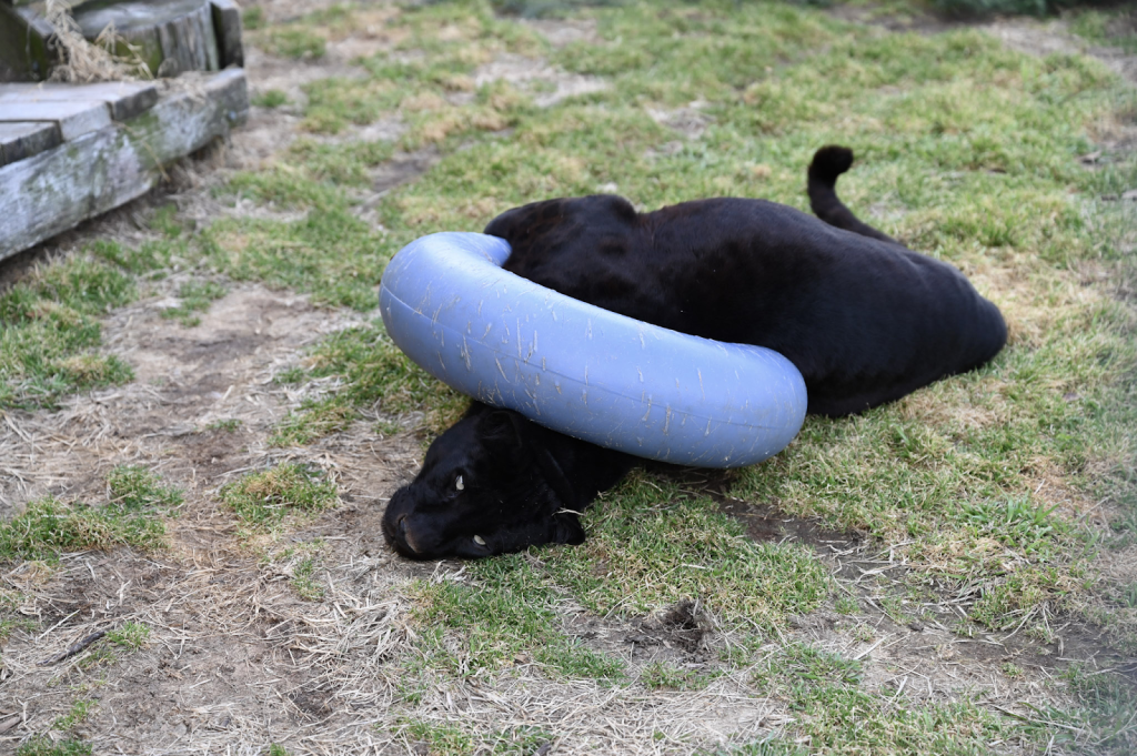 Black Cats: Bad Luck or Misunderstood? - Turpentine Creek Wildlife Refuge