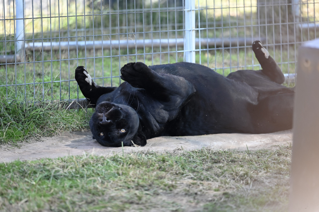 Black Cats: Bad Luck or Misunderstood? - Turpentine Creek Wildlife Refuge