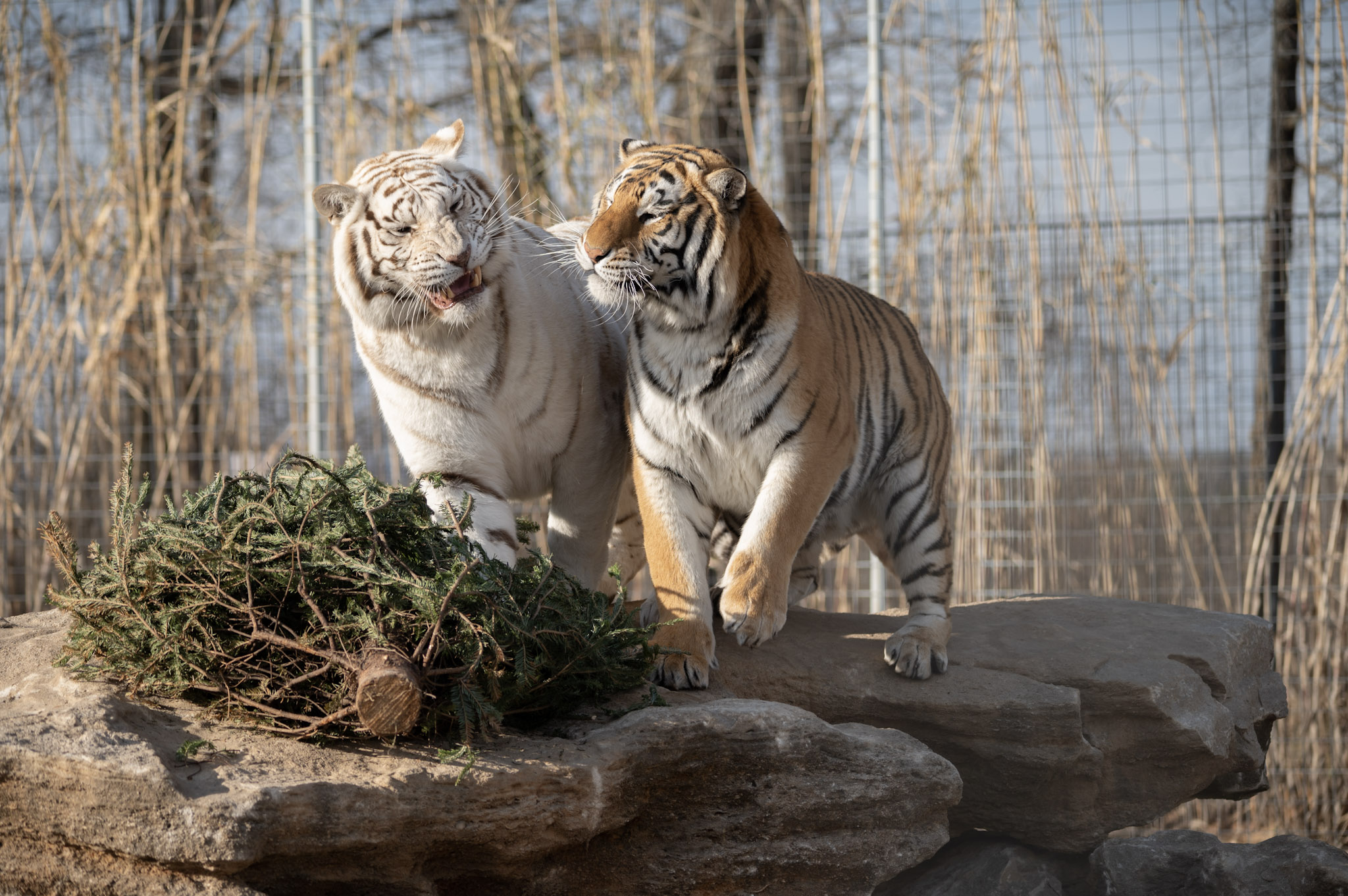 Meso vs. Apex Predators - Turpentine Creek Wildlife Refuge