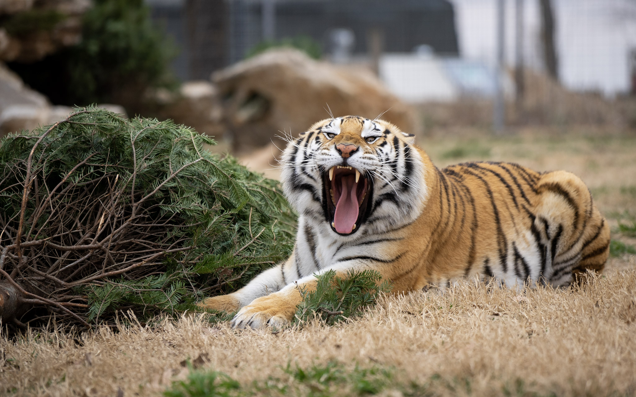 Meso vs. Apex Predators - Turpentine Creek Wildlife Refuge