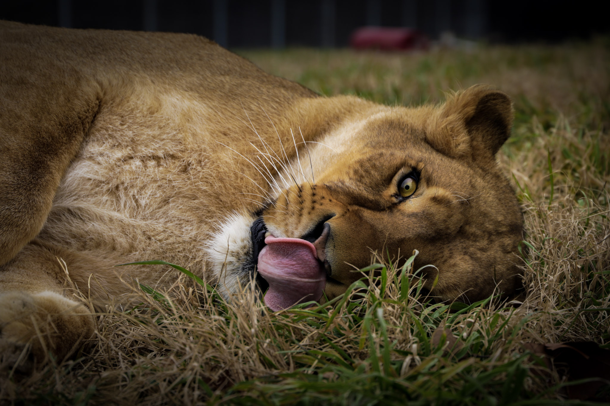 Mauri the Lioness - Turpentine Creek Wildlife Refuge
