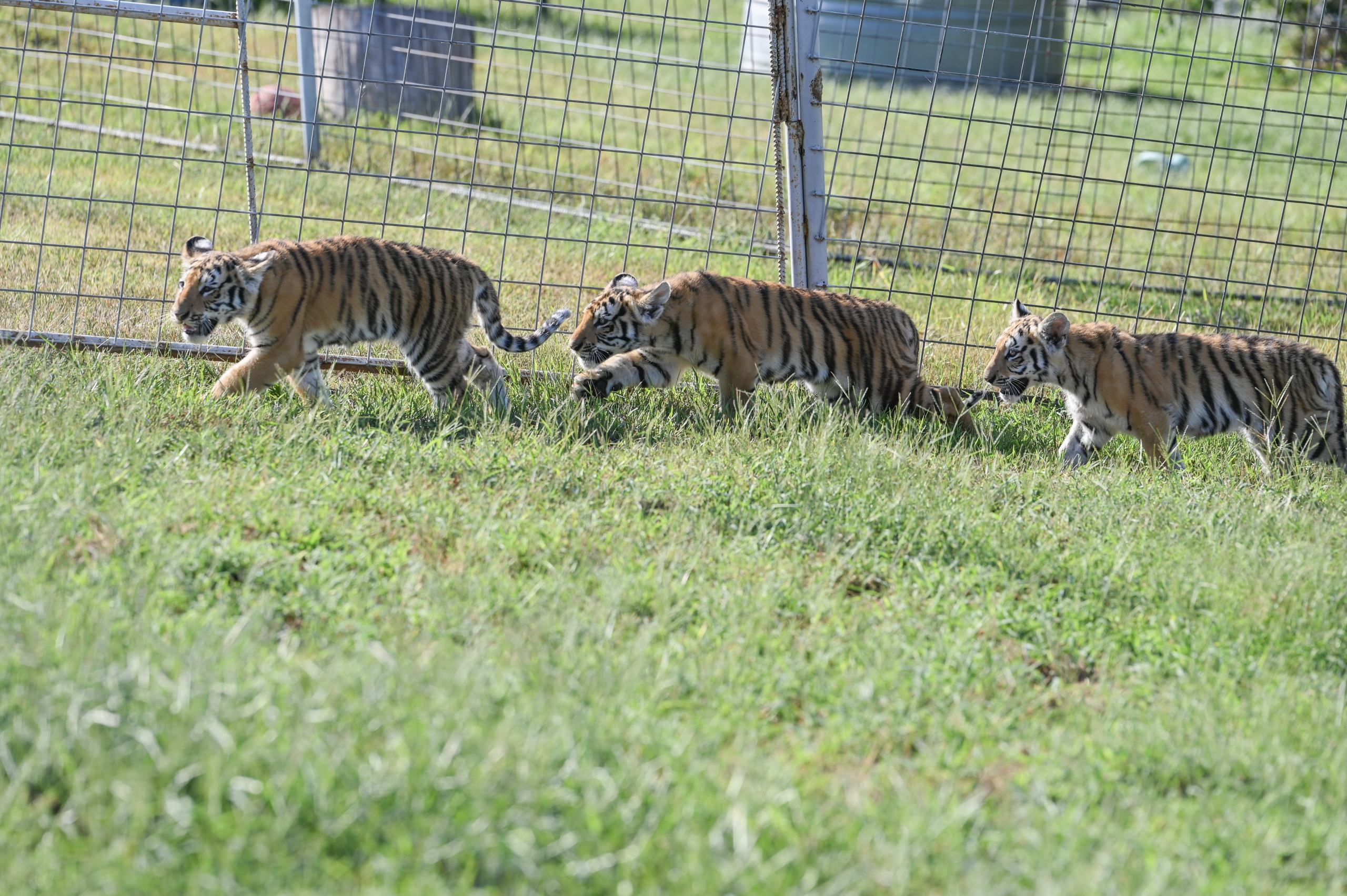 The Cubs' Story - Turpentine Creek Wildlife Refuge