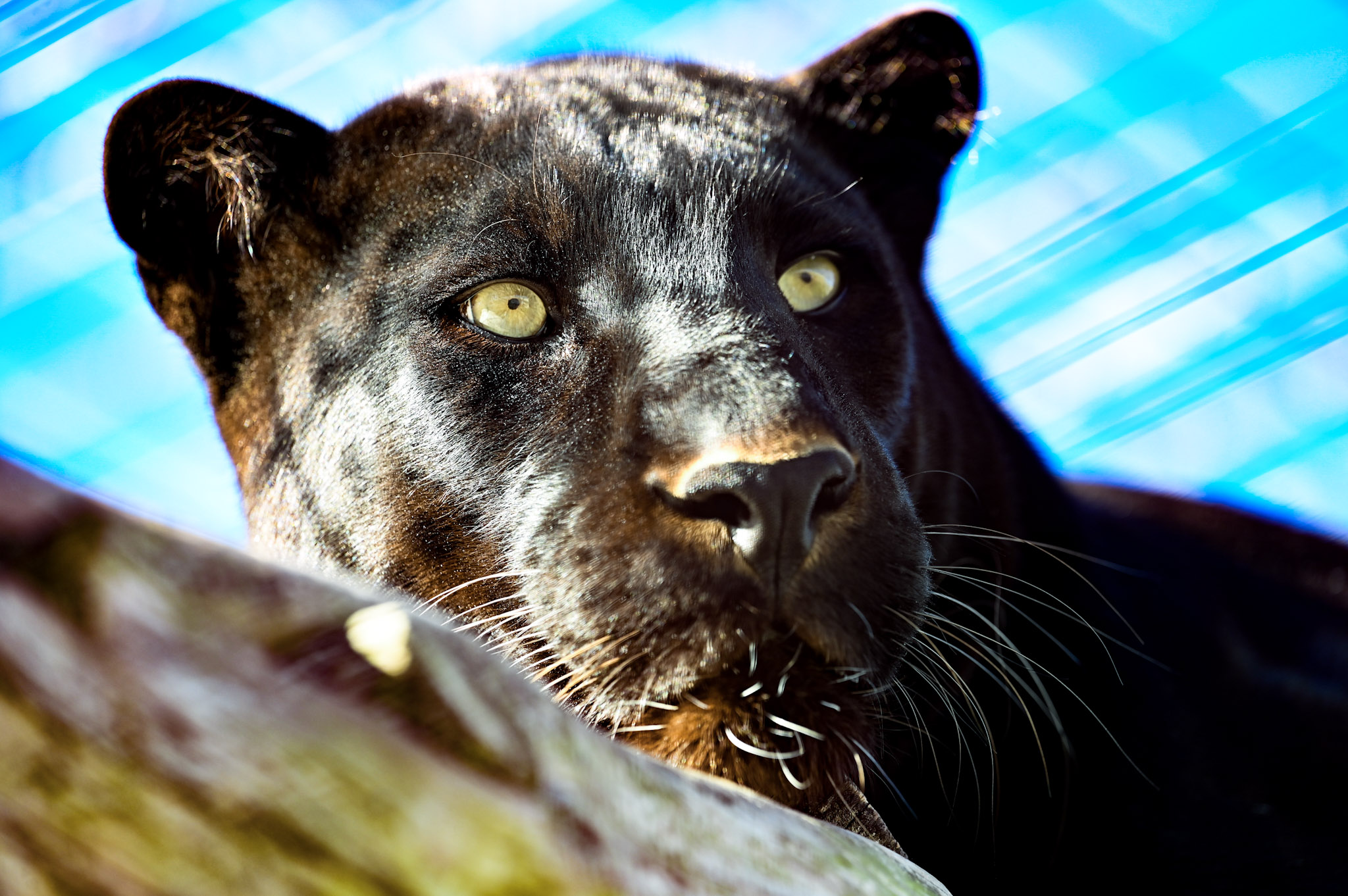Spyke: The Black Leopard - Turpentine Creek Wildlife Refuge