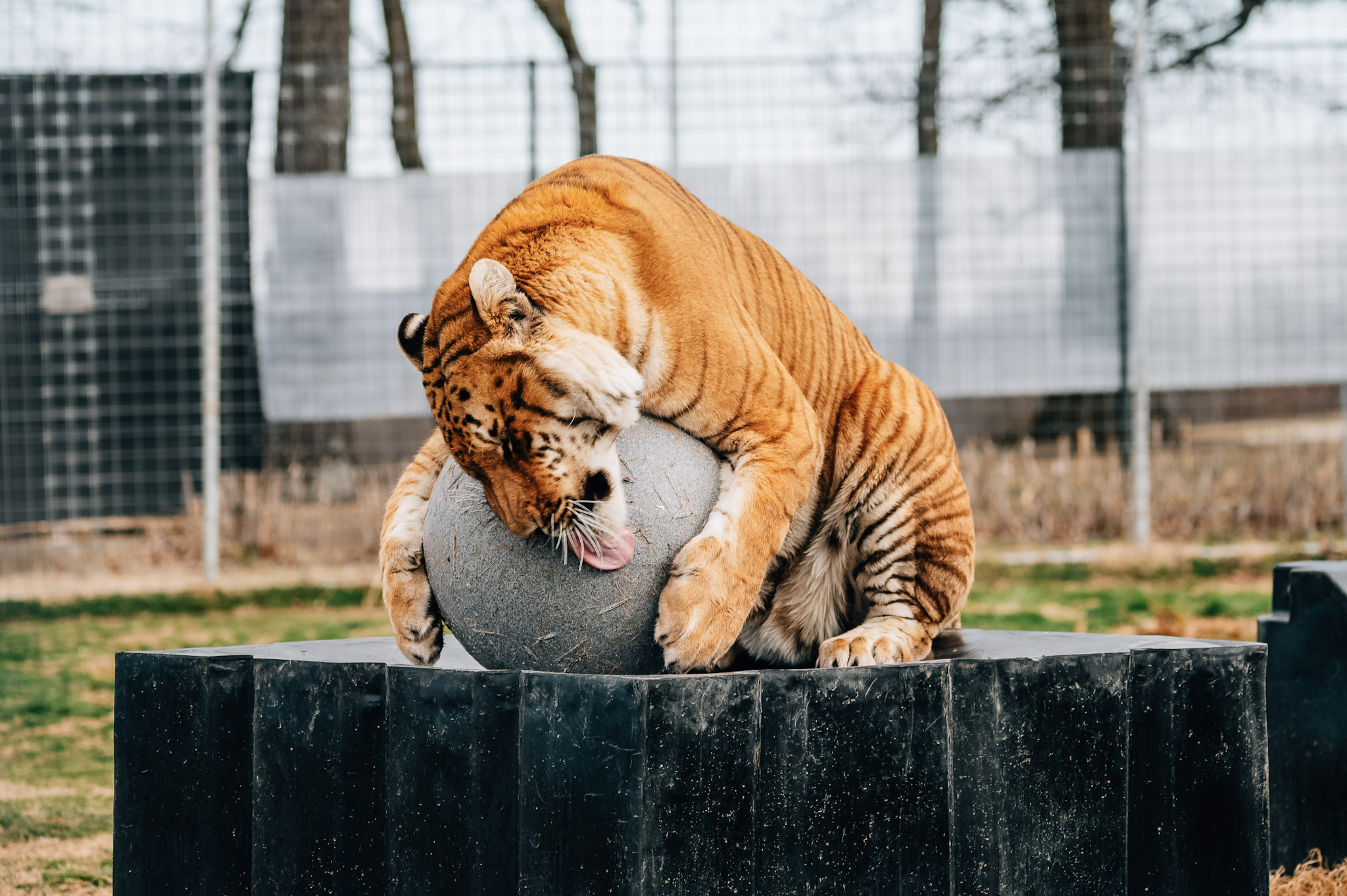 Lakota: The Ti-liger - Turpentine Creek Wildlife Refuge