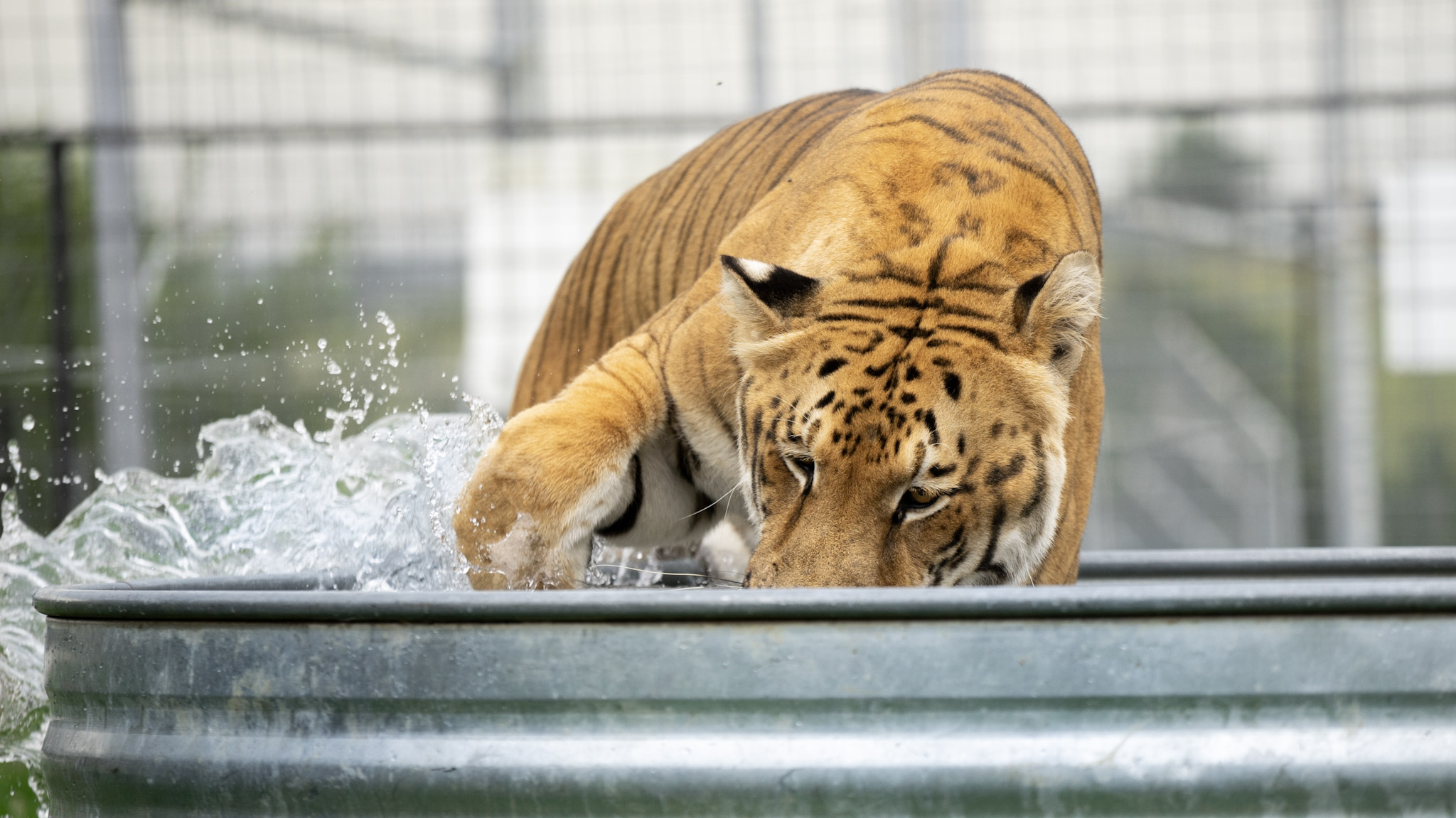 Lakota: The Ti-liger - Turpentine Creek Wildlife Refuge