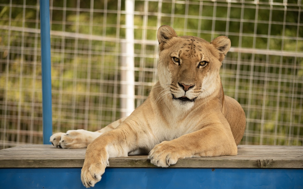 Why are Ligers so Big? - Turpentine Creek Wildlife Refuge