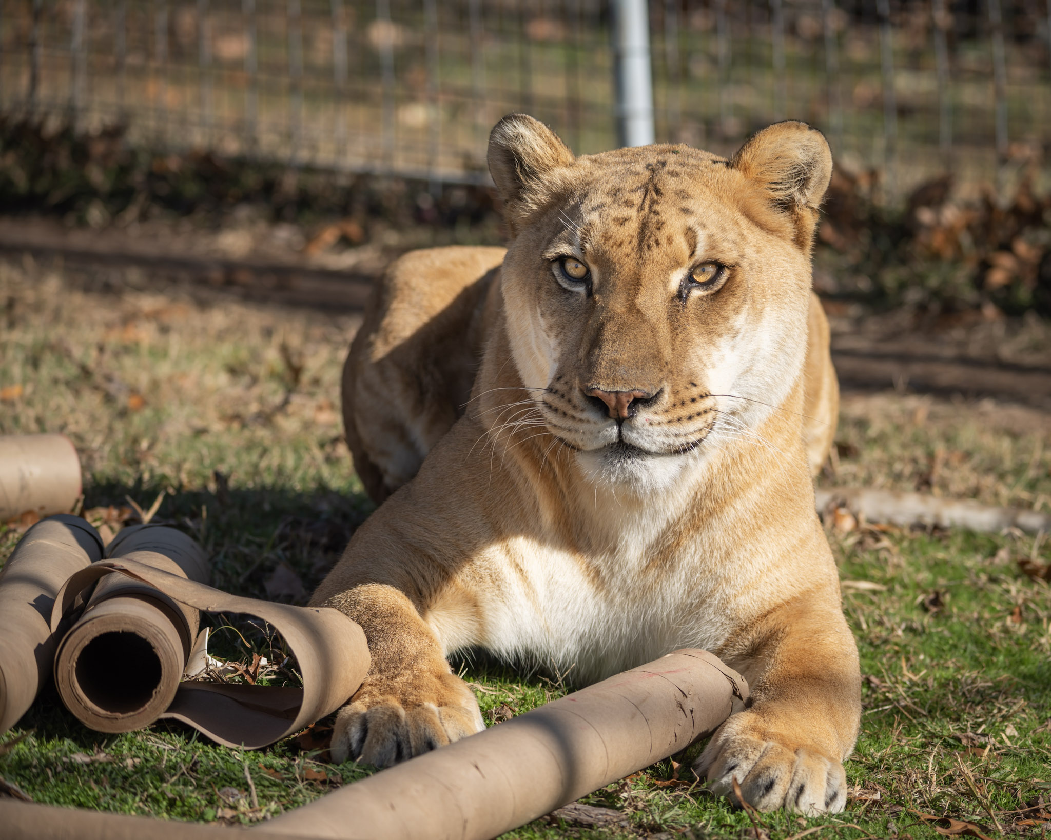 Why are Ligers so Big? - Turpentine Creek Wildlife Refuge