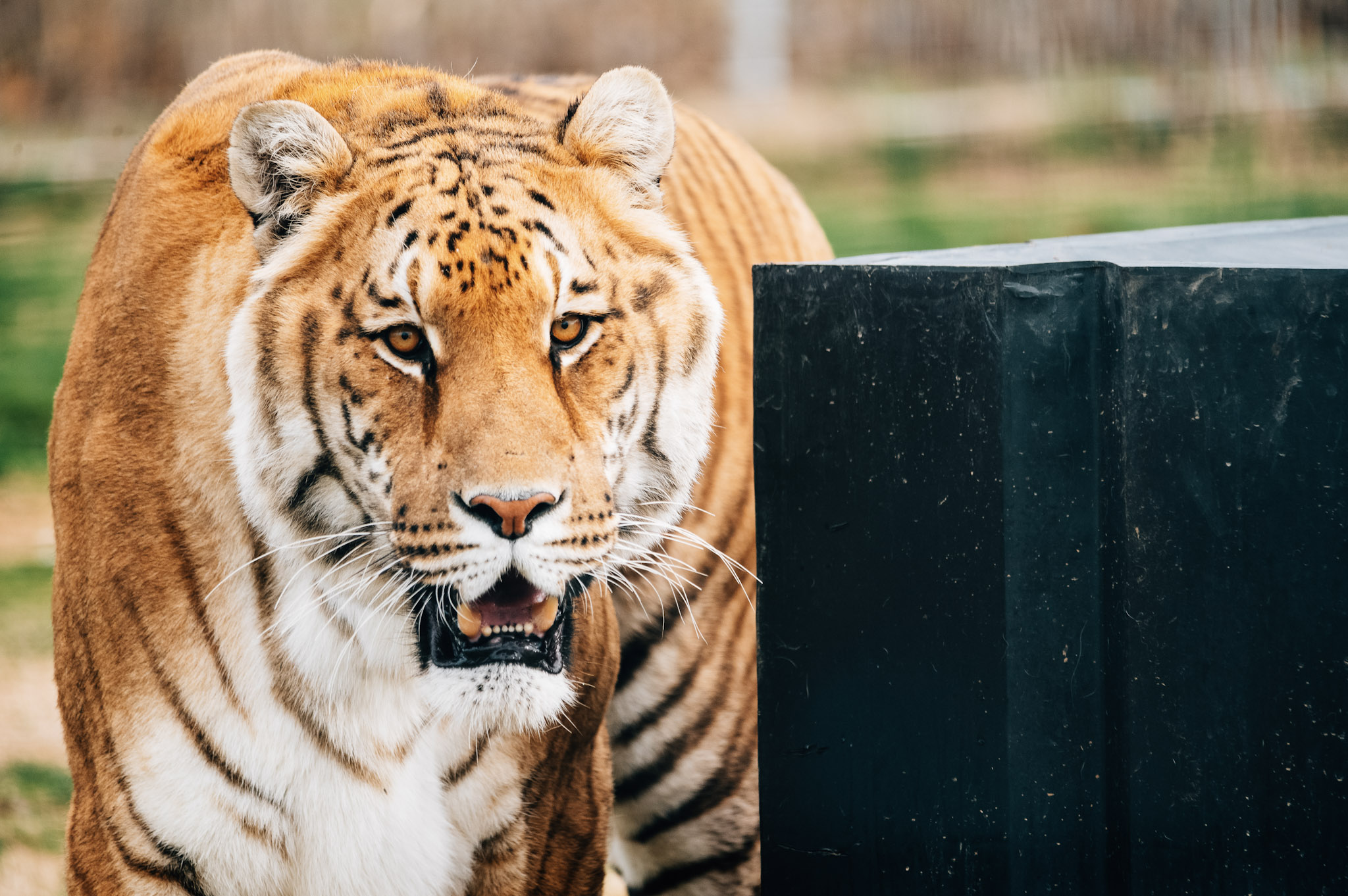 Why are Ligers so Big? - Turpentine Creek Wildlife Refuge