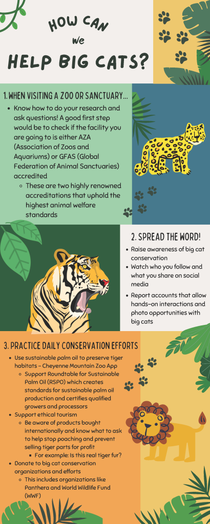 The Big Cat Public Safety Act and the Future of Tigers - Turpentine ...