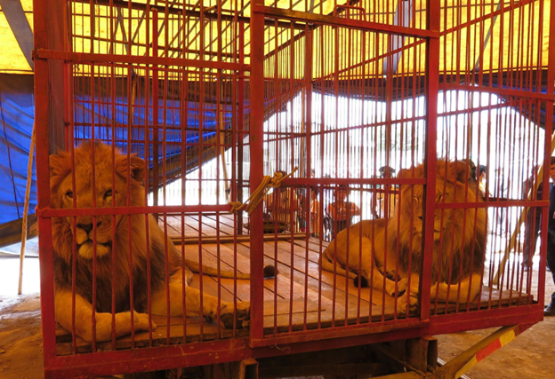 The Truth About Circus Animals - Turpentine Creek Wildlife Refuge