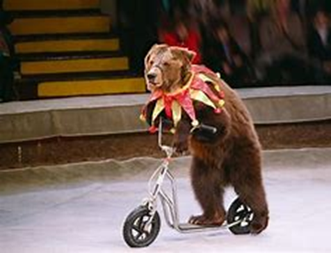 The Truth About Circus Animals - Turpentine Creek Wildlife Refuge