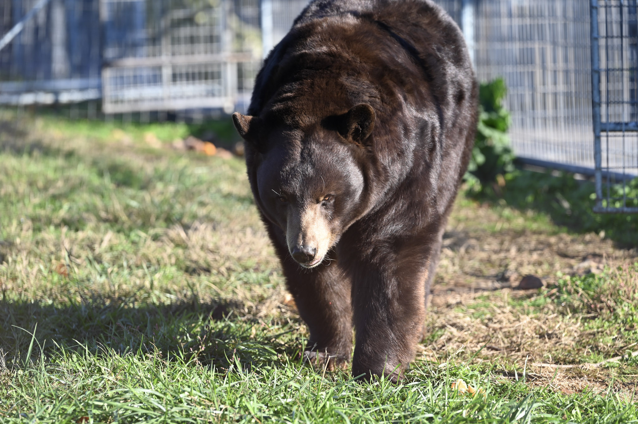 Thunder Bear - Turpentine Creek Wildlife Refuge