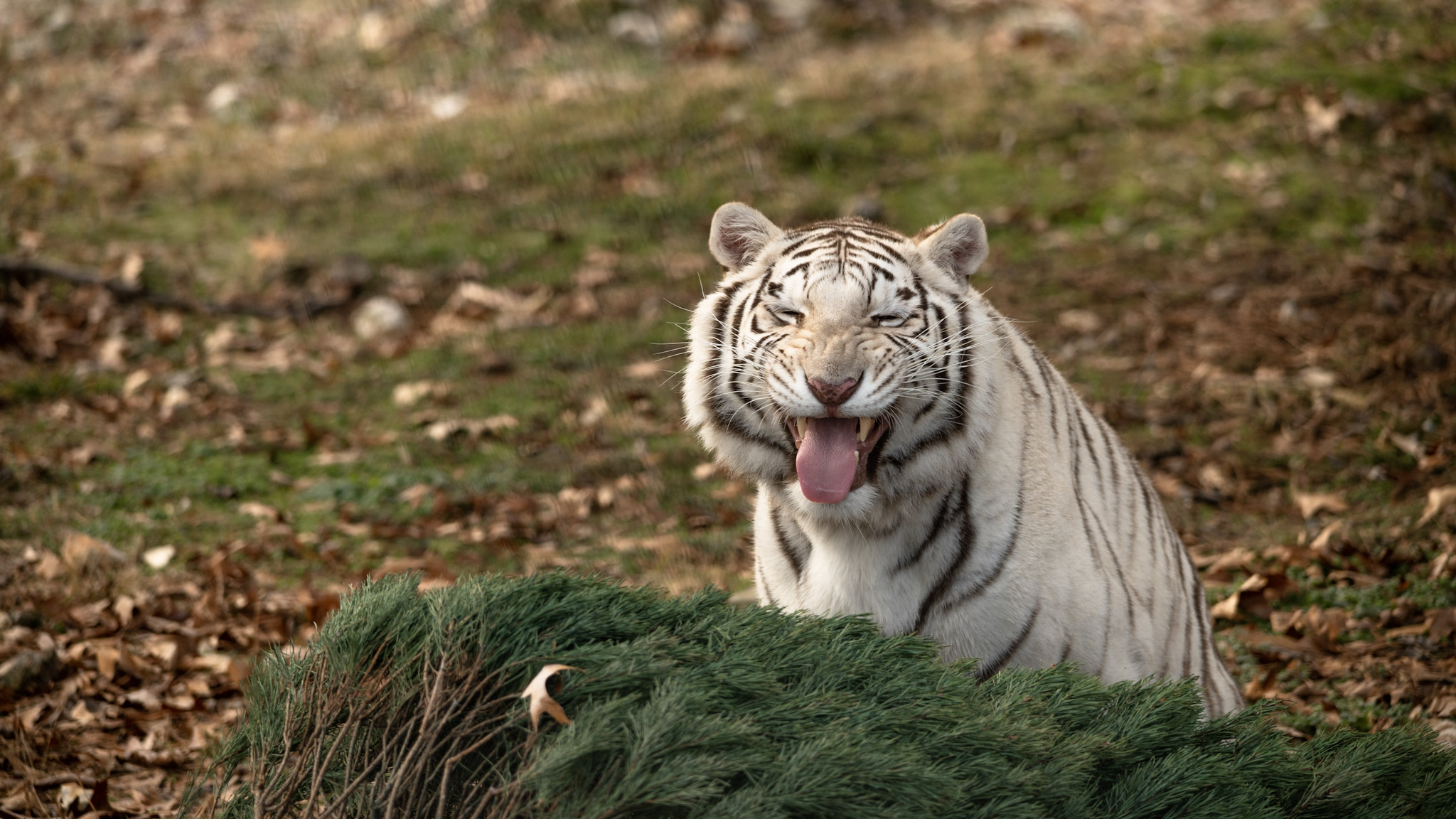 Luna the White Tiger - Turpentine Creek Wildlife Refuge
