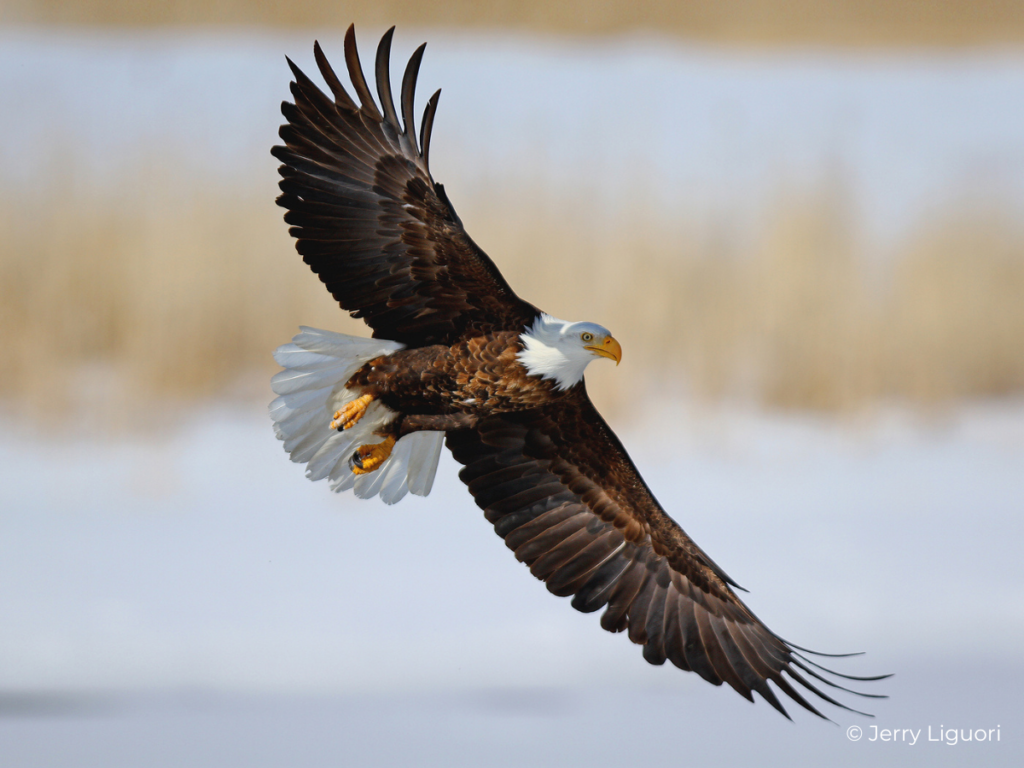 What Is Conservation Status? - Turpentine Creek Wildlife Refuge