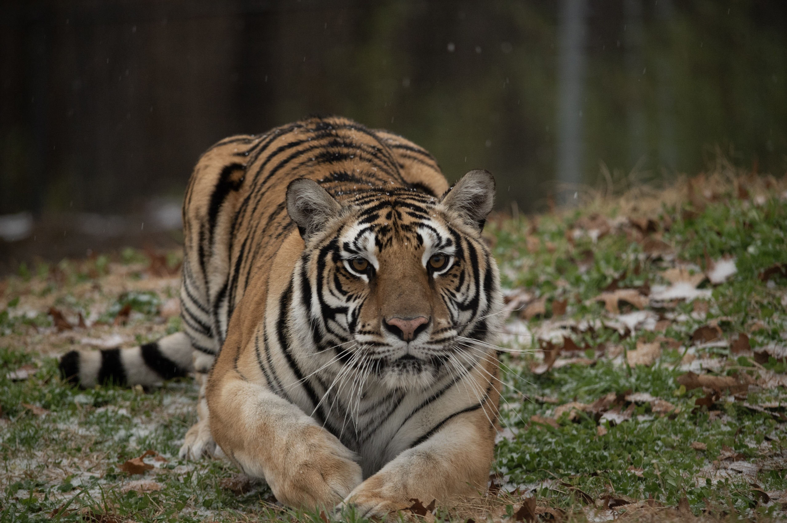 Do TCWR Animals Like April Showers? - Turpentine Creek Wildlife Refuge