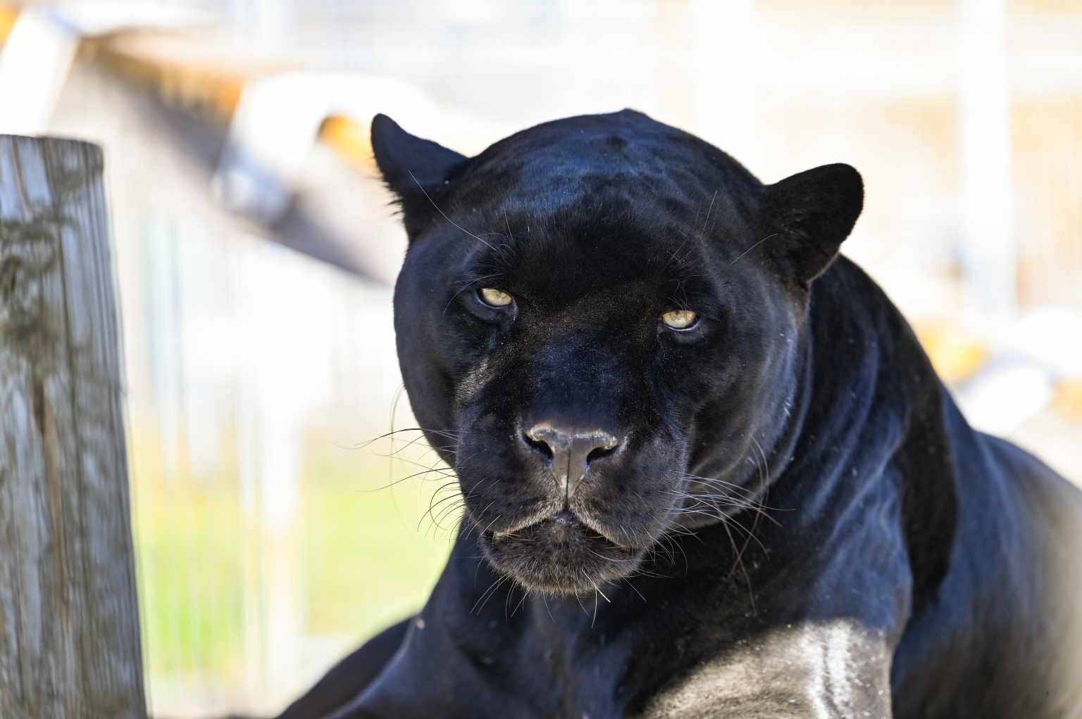 A Closer Look at "The Jungle Book" - Turpentine Creek Wildlife Refuge