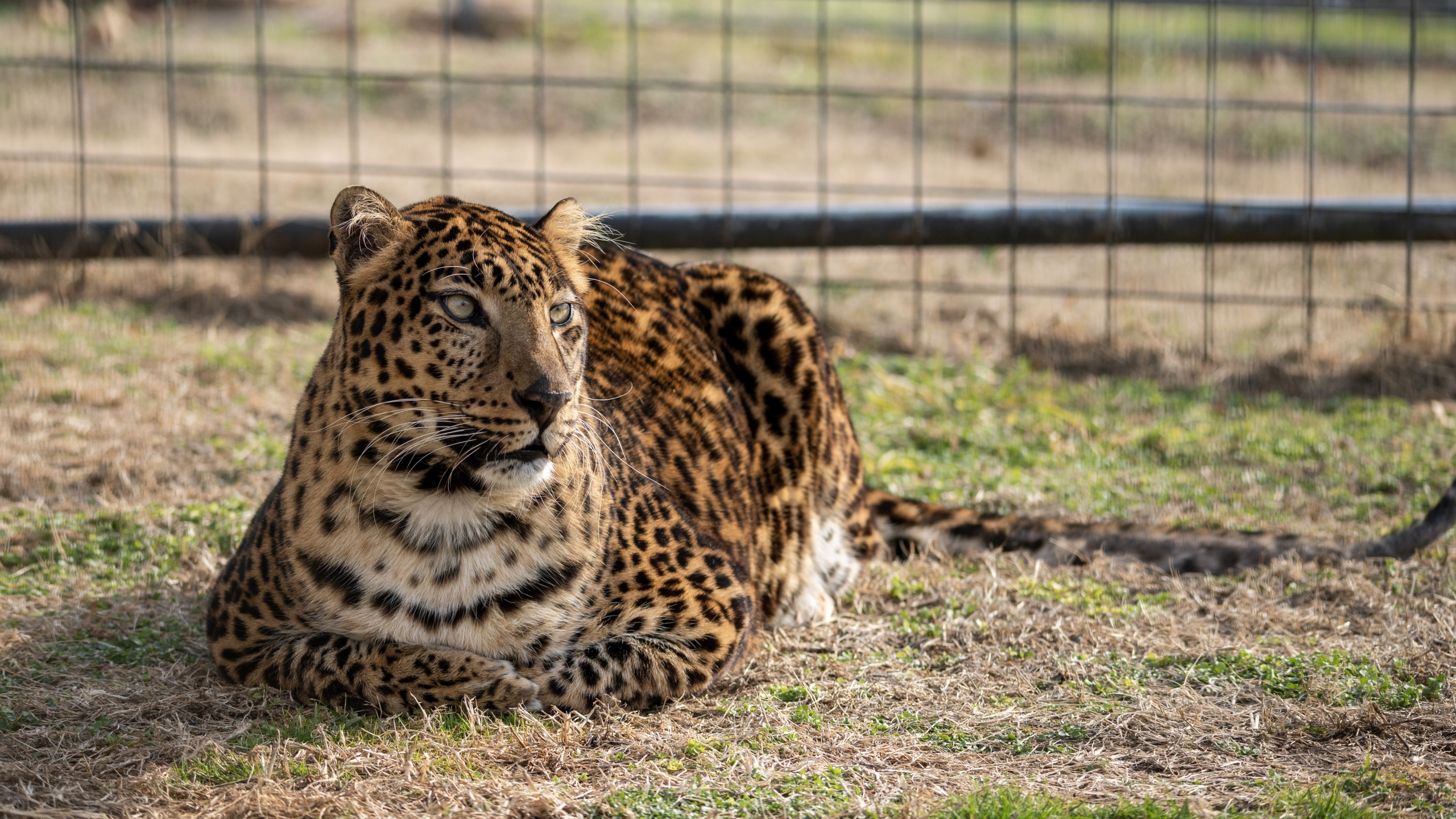 Declawing Cats: An Inhumane Practice - Turpentine Creek Wildlife Refuge