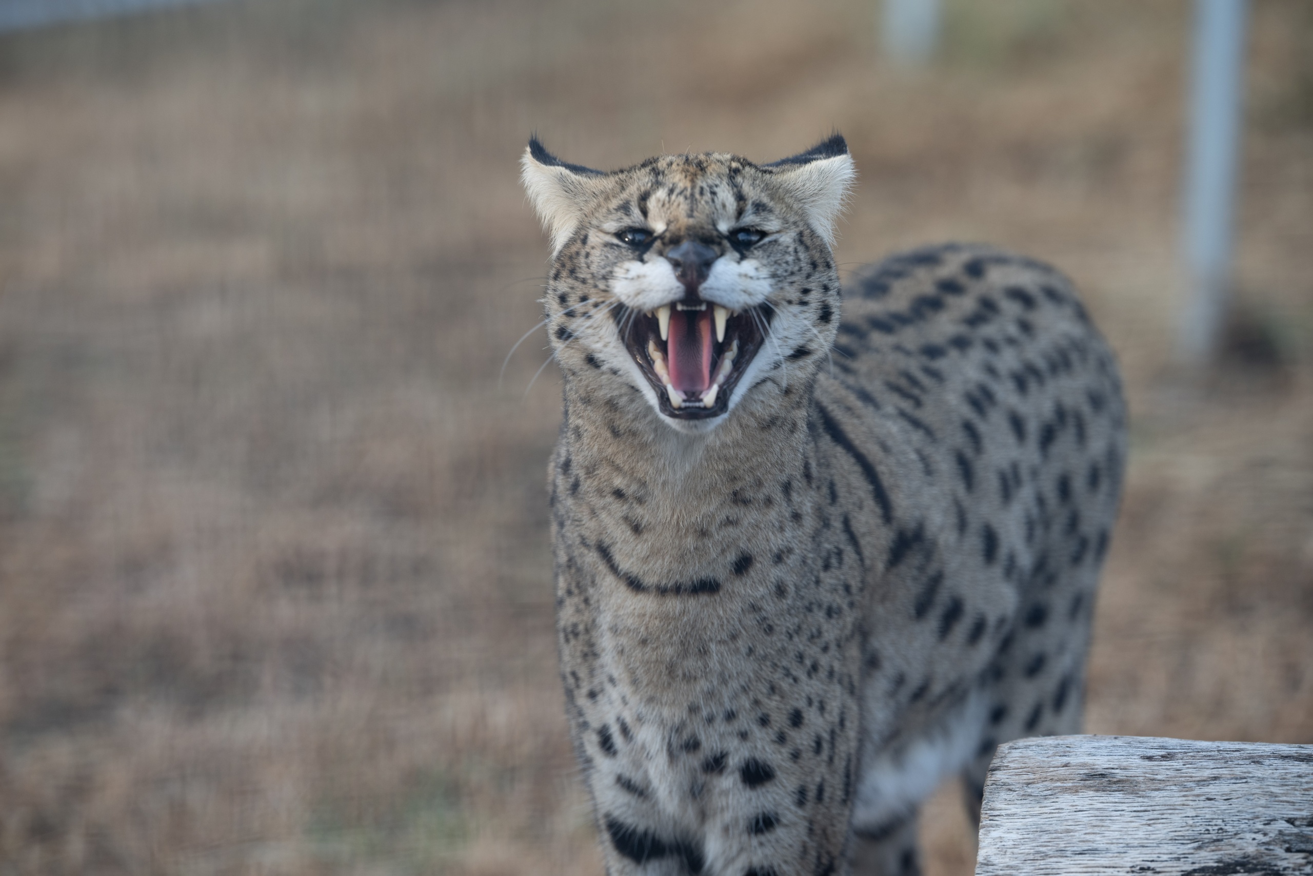 The Problem With Servals on Social Media - Turpentine Creek Wildlife Refuge