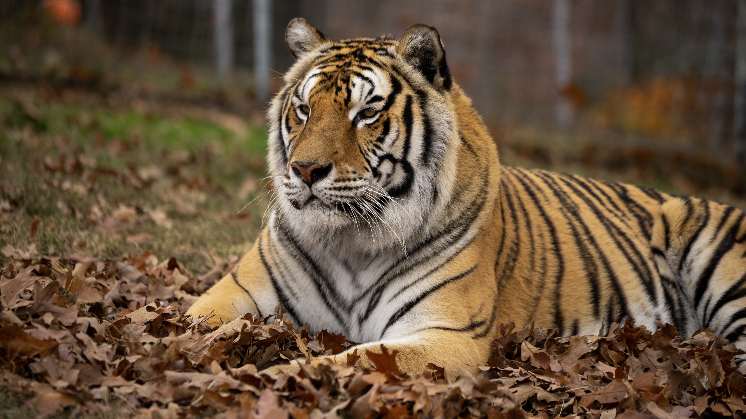 Bengal, Siberian or Sunda? Tiger Subspecies - Turpentine Creek Wildlife ...