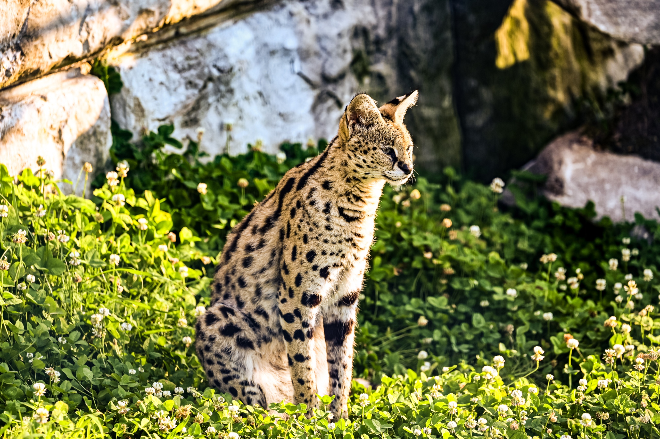 Servals and the Threats They Face - Turpentine Creek Wildlife Refuge