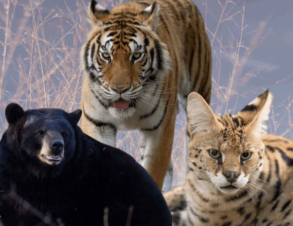 Predators and Their Role in the Ecosystem - Turpentine Creek Wildlife ...