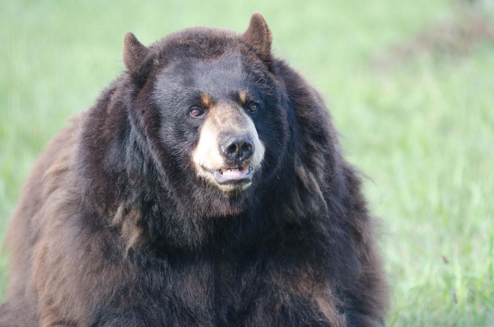 JoJo: In for the long haul - Turpentine Creek Wildlife Refuge