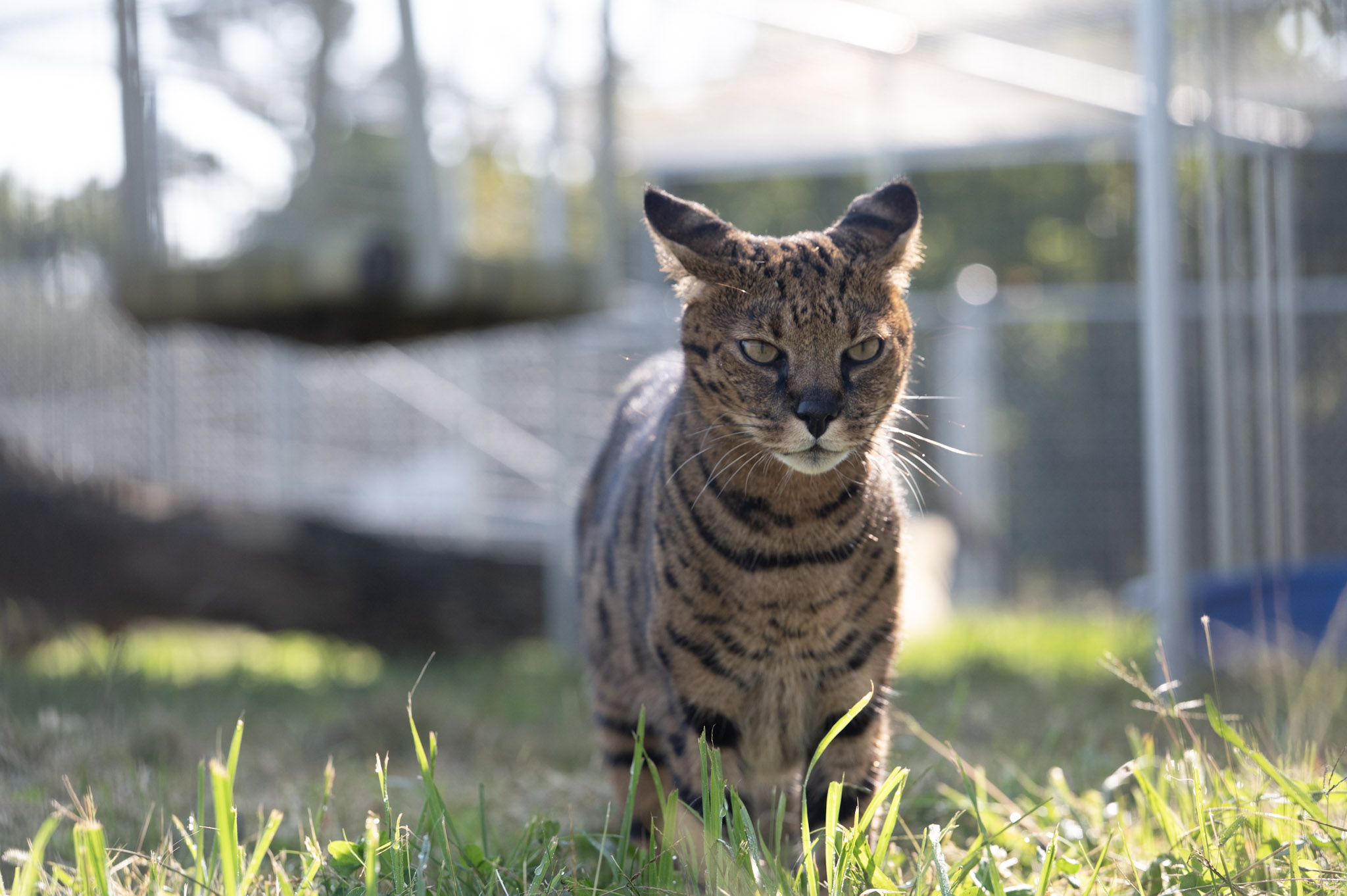 Did Cats Domesticate Themselves? - Turpentine Creek Wildlife Refuge